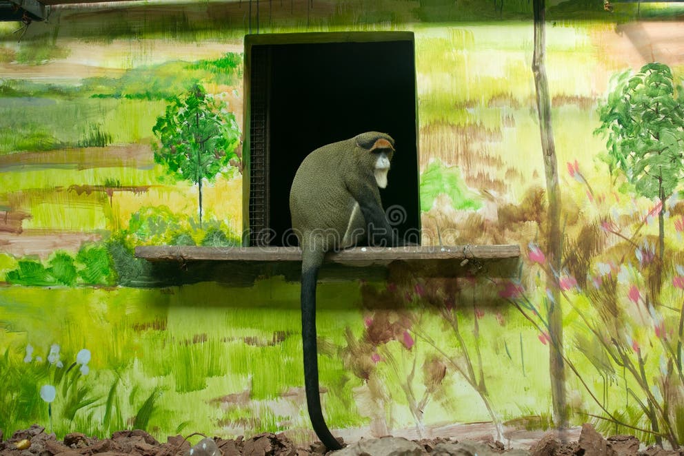 Cercopithecus neglectus stock photo. Image of neglectus - 21709782