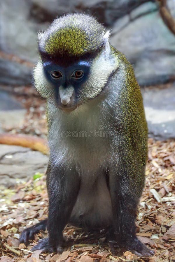 Cercopithecus Ascanius Monkey Stock Image - Image of dense, muzzle ...