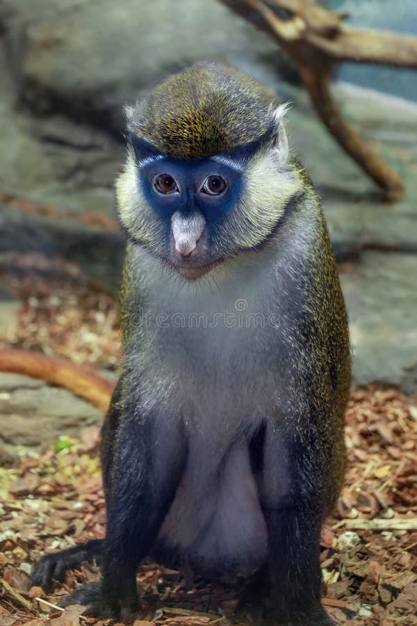 Cercopithecus Ascanius Stock Photos - Free & Royalty-Free Stock Photos ...