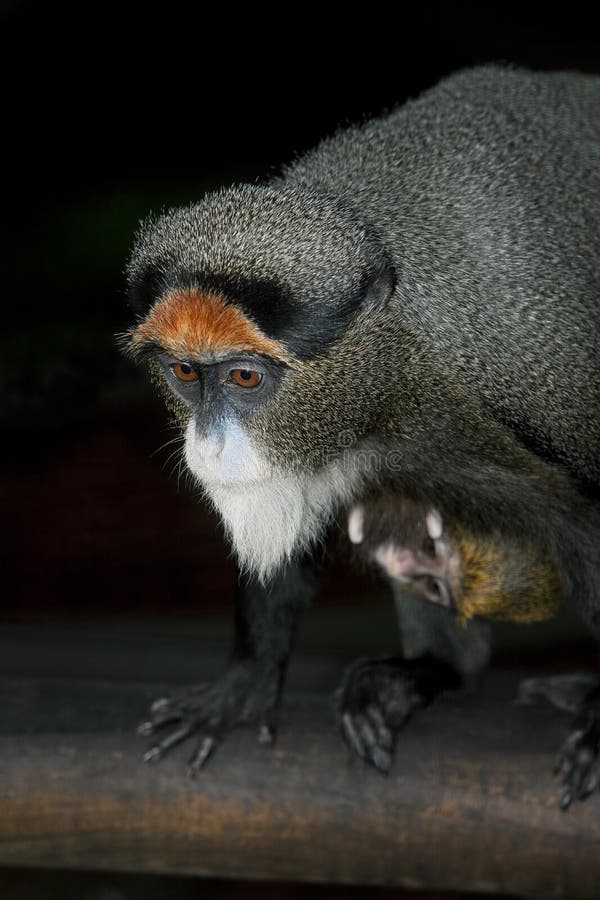 Cercopithecus neglectus stock image. Image of brazza - 13568265