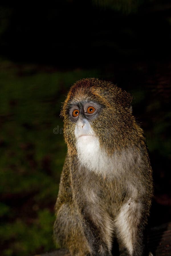 CERCOPITHEQUE DE BRAZZA Cercopithecus Neglectus Stock Photo - Image of ...