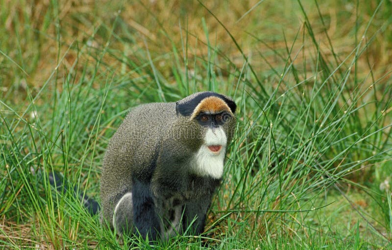 DE BRAZZA`S MONKEY Cercopithecus Neglectus, FEMALE Stock Photo - Image ...