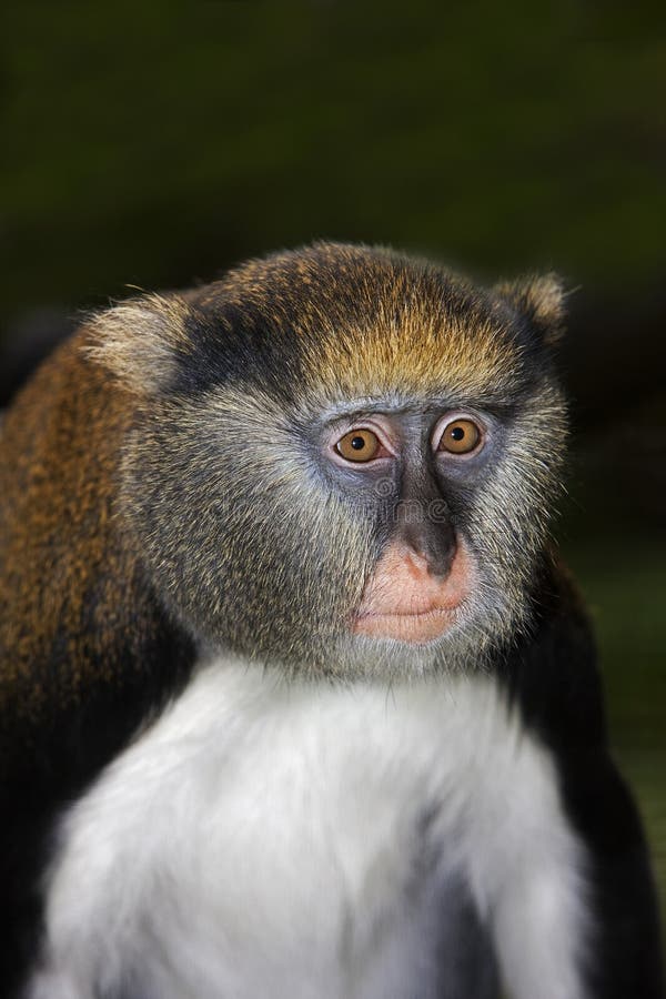 CERCOPITHEQUE DE CAMPBELL Cercopithecus Campbelli Stock Image - Image ...