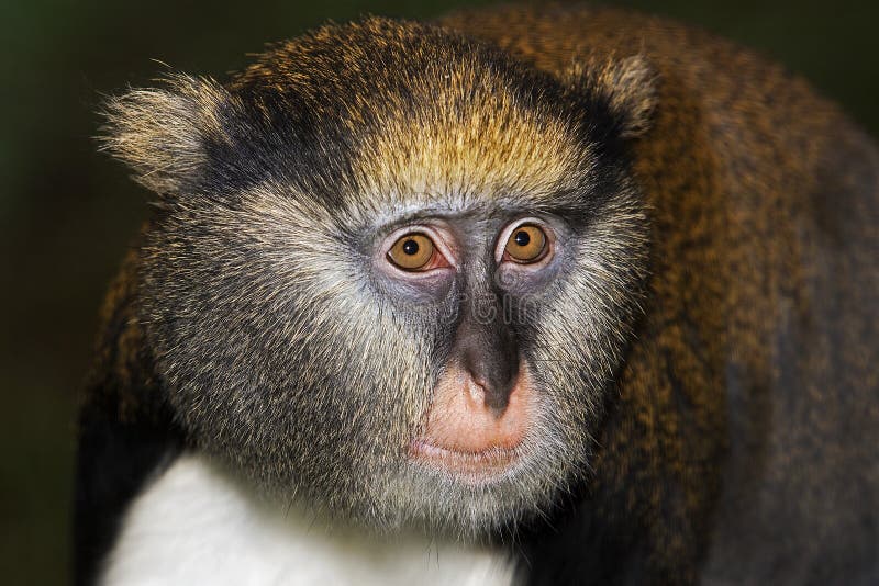 CERCOPITHEQUE DE CAMPBELL Cercopithecus Campbelli Stock Photo - Image ...