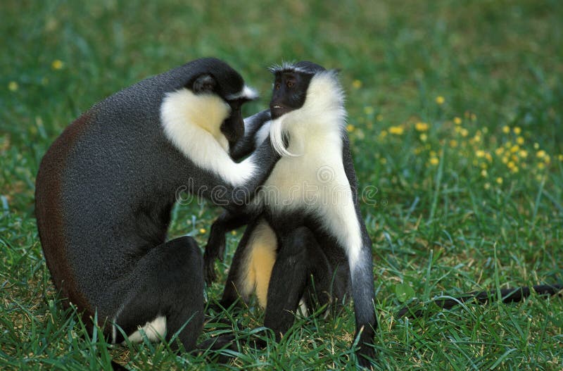 CERCOPITHEQUE DIANE Cercopithecus Diana Stock Photo - Image of ...