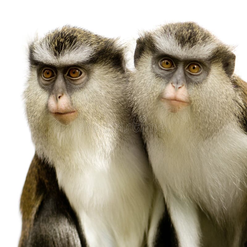 Cercopitheque Mone - Cercopithecus Mona Stock Photo - Image of shot ...