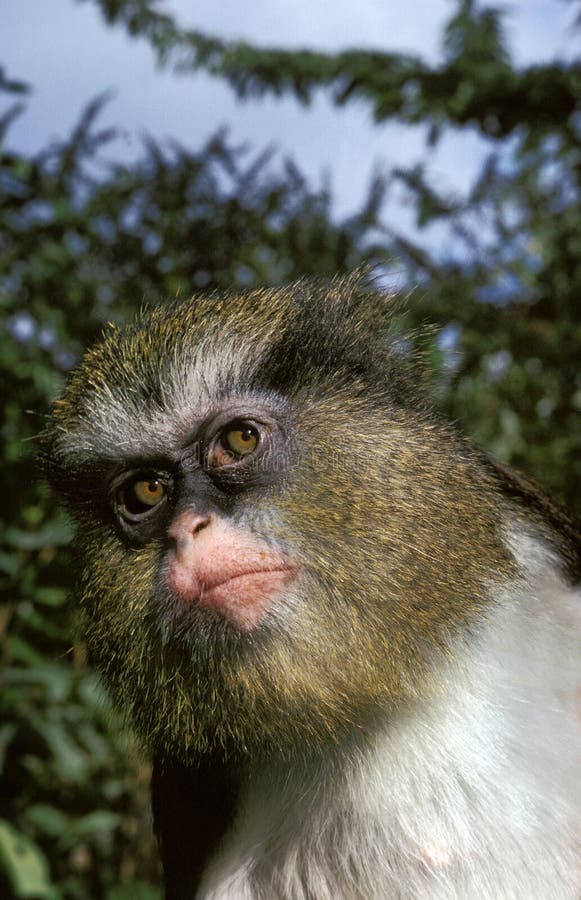 CERCOPITHEQUE POGONIAS Cercopithecus Pogonias Stock Photo - Image of ...