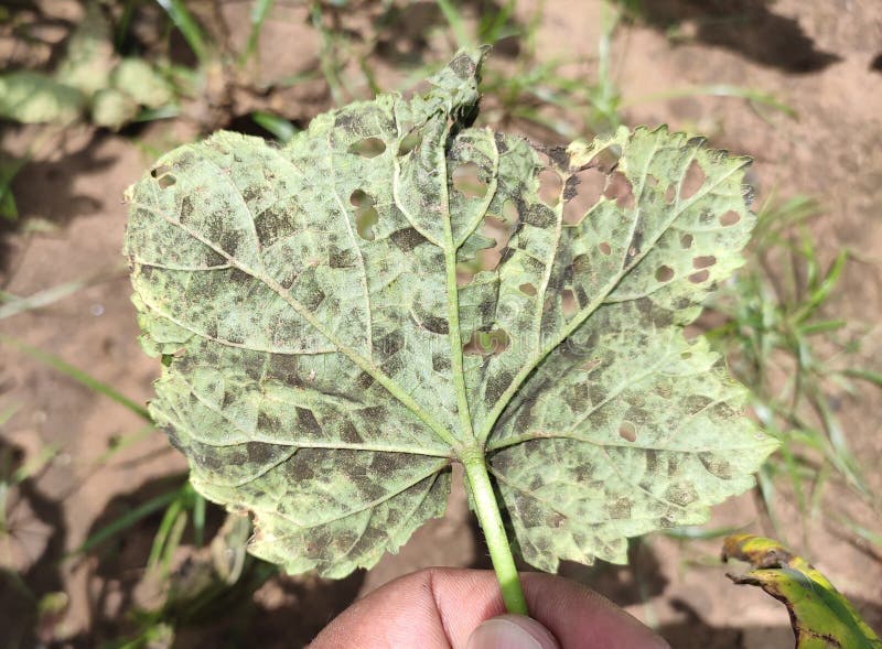 Cercospora Leaf Spot of Okra Stock Photo - Image of okra, abelmoschi ...