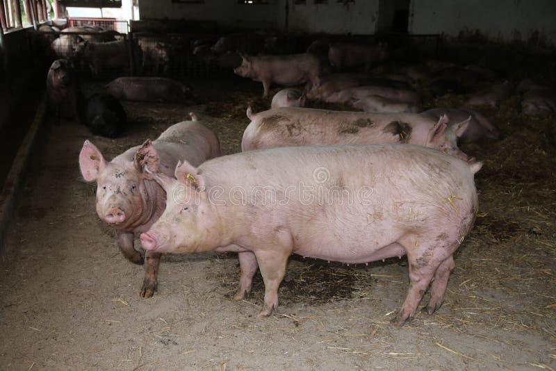 Cerdas En Establo En Una Granja Industrial Foto de archivo - Imagen de ...