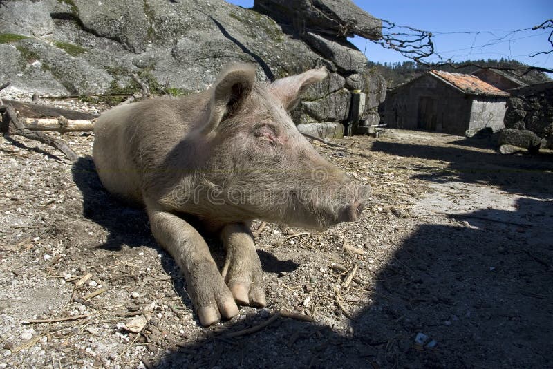 Mangalica - El Cerdo Húngaro Imagen de archivo - Imagen de ganados ...
