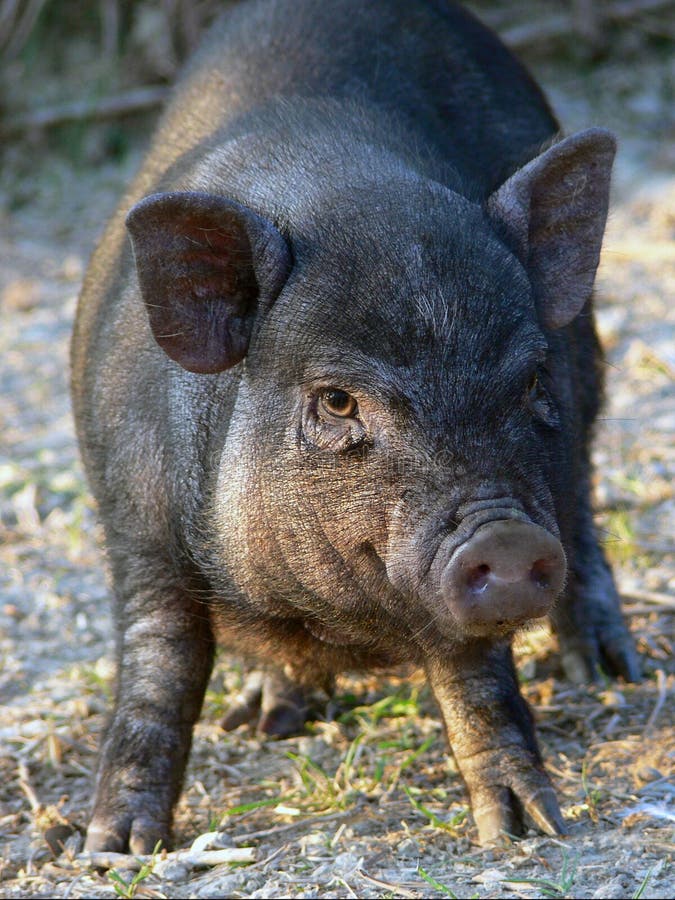 Cerdo imagen de archivo. Imagen de barbacoa, cubo, agricultura - 12158747
