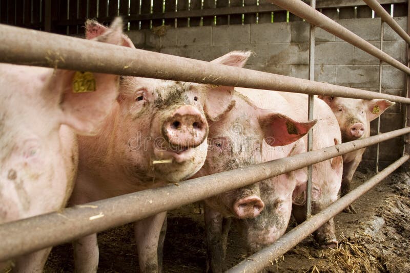 Cerdos en un establo imagen de archivo. Imagen de alimento - 4024009