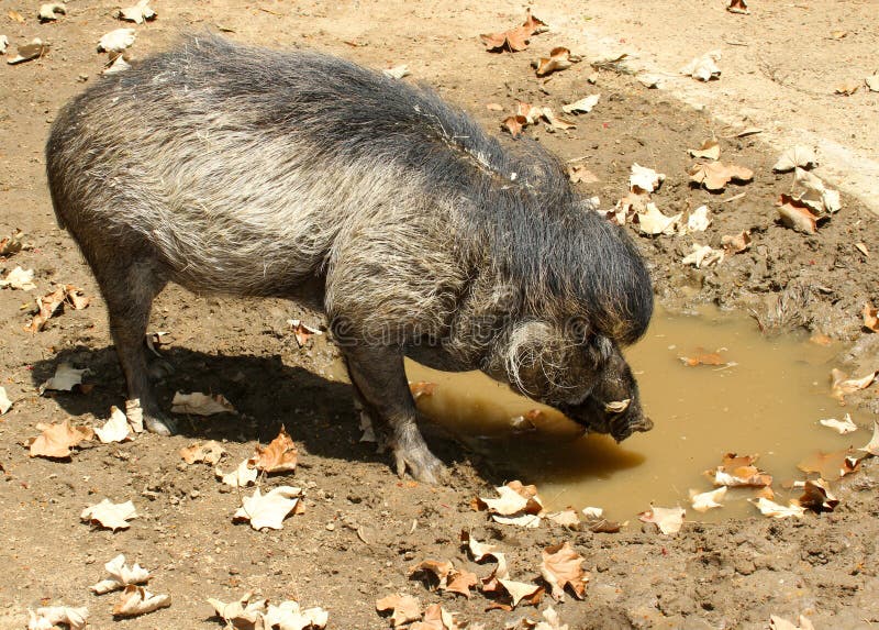 370 Cerdo Sucio Feo Fotos - Libres de Derechos y Gratuitas de Dreamstime