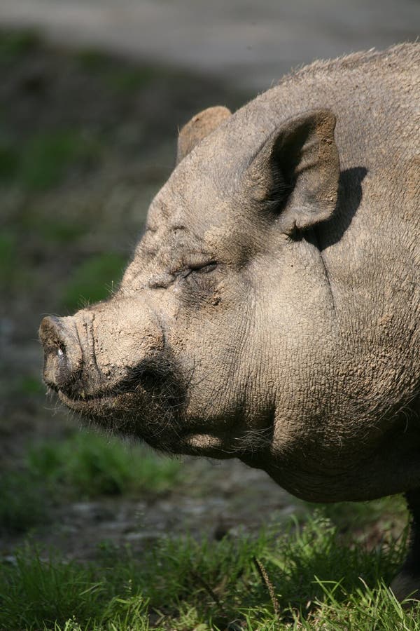 2,252 Cerdo Feo Fotos de stock - Fotos libres de regalías de Dreamstime