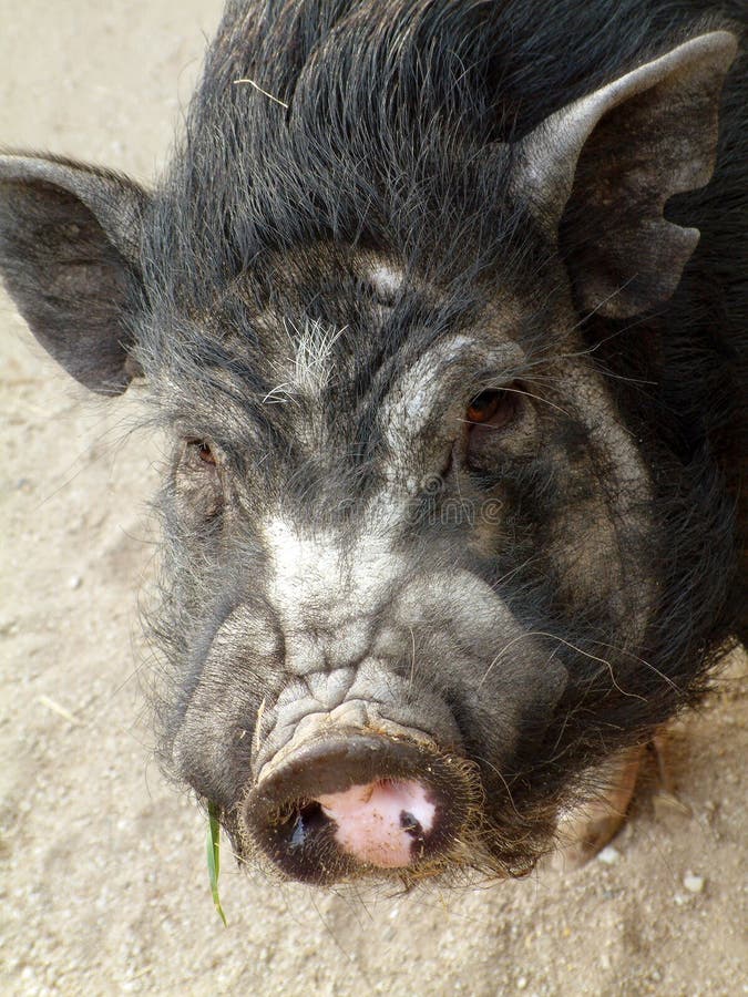 Cerdo foto de archivo. Imagen de cerdo, animal, verracos - 54032