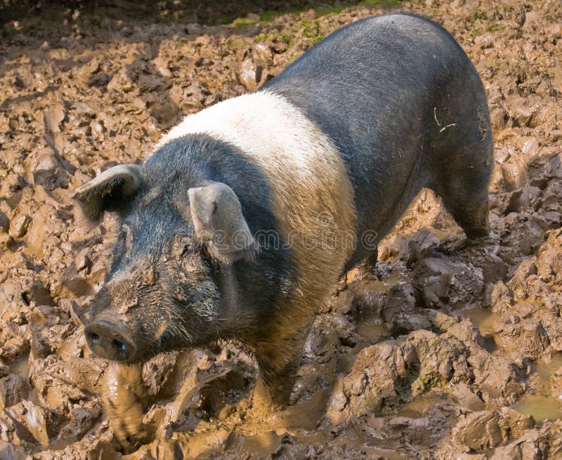 Cerdo imagen de archivo. Imagen de animal, cerdo, agricultura - 6741303