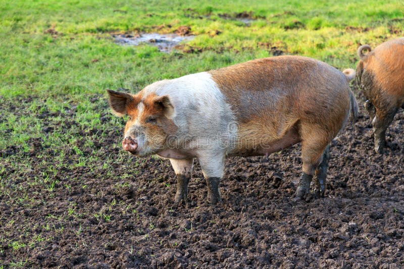 Cerdos Al Aire Libre Fotos De Stock - Download 478 Fotos Libres de Derechos