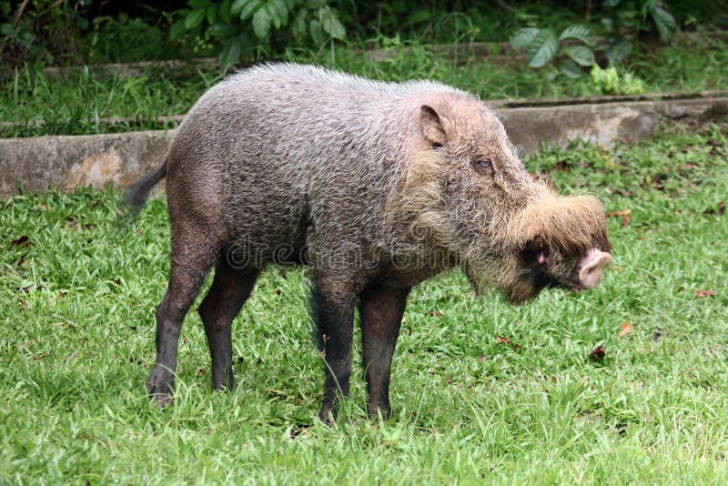 Bornean Bearded Pig, Sus Barbatus, Also Known As The Bearded Pig Foto ...