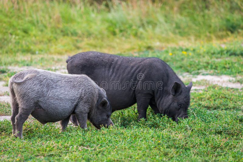 Cerdo Barrigón Vietnamita En Hierba Imagen de archivo - Imagen de rosa ...