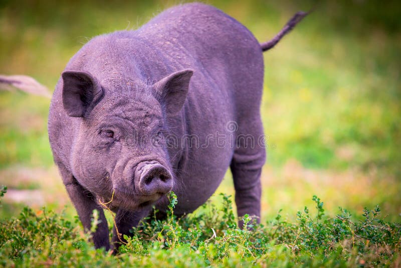 Cerdo Feo Divertido Fotos De Stock - Download 228 Fotos Libres de Derechos