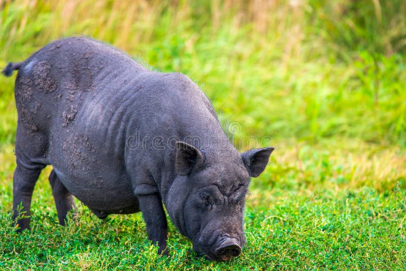Cerdo Feo Divertido Fotos De Stock - Download 228 Fotos Libres de Derechos