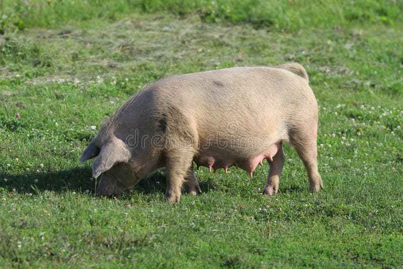 Cerdo blanco grande foto de archivo. Imagen de cerdo - 138019100