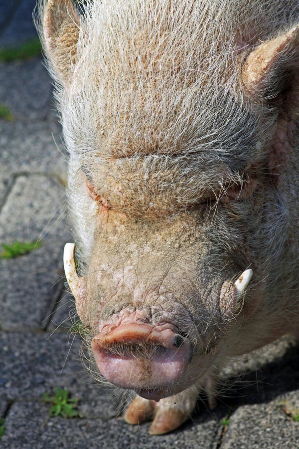 Cerdo con los colmillos foto de archivo. Imagen de coma - 72831238