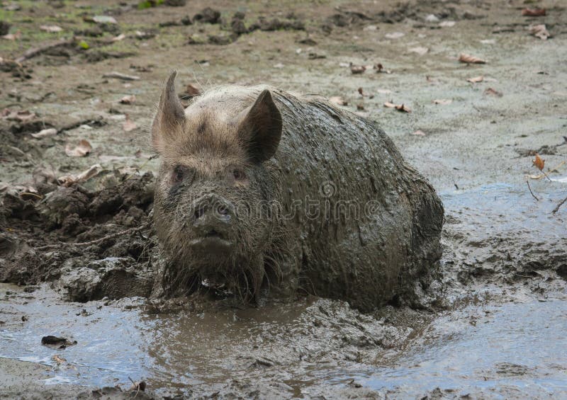 379 Cerdo Sucio Feo Fotos - Libres de Derechos y Gratuitas de Dreamstime