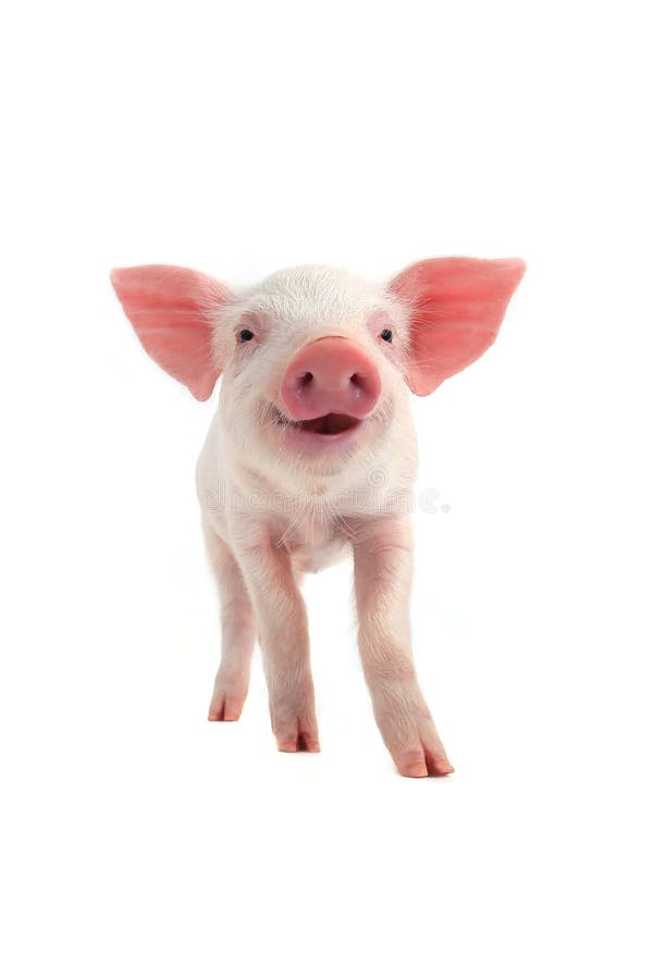 Cerdo en blanco imagen de archivo. Imagen de cochinillo - 33135847