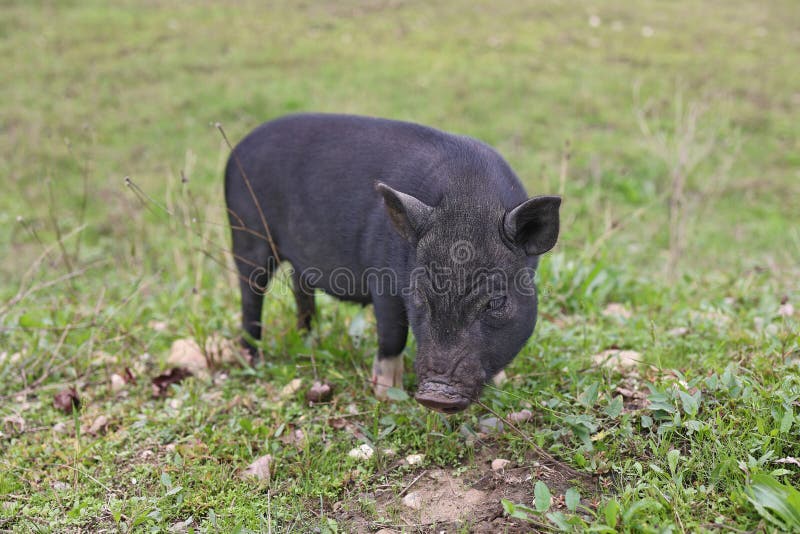 Cerdo De Raza Negra Joven Comiendo Pasto Verde Imagen de archivo ...