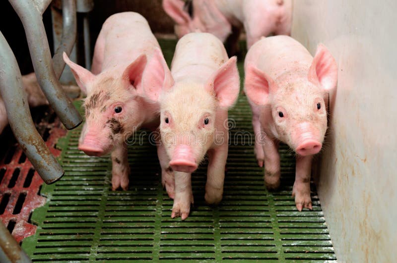 Cochinillo Del Bebé Del Cerdo Imagen de archivo - Imagen de bebé ...