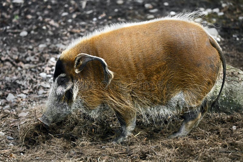 Cerdo Feo Fotos De Stock - Download 1,603 Fotos Libres de Derechos