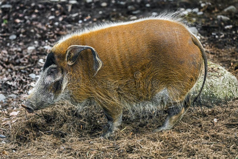 Cerdo Feo Fotos De Stock - Download 1,603 Fotos Libres de Derechos