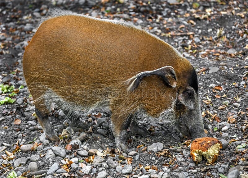 Cerdo Feo Fotos De Stock - Download 1,603 Fotos Libres de Derechos