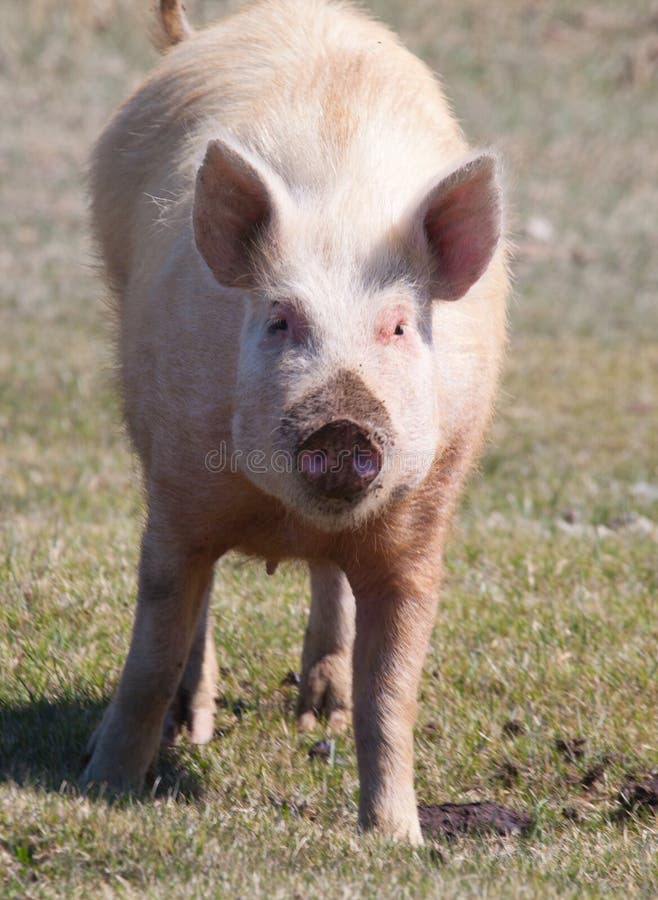 Cerdo doméstico foto de archivo. Imagen de abajo, limpio - 14591336
