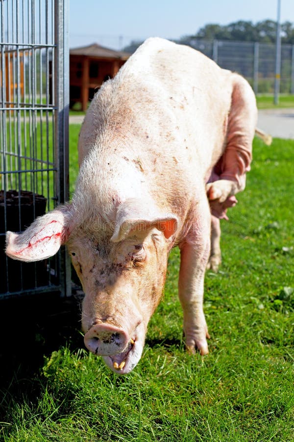 Cerdo doméstico imagen de archivo. Imagen de sonrisa - 17851347