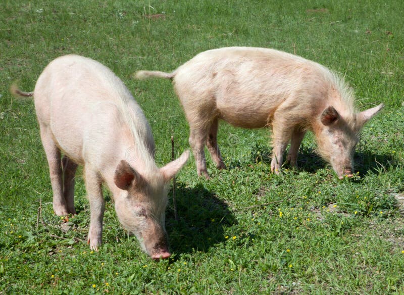 Cerdo doméstico imagen de archivo. Imagen de campo, farmland - 25546957