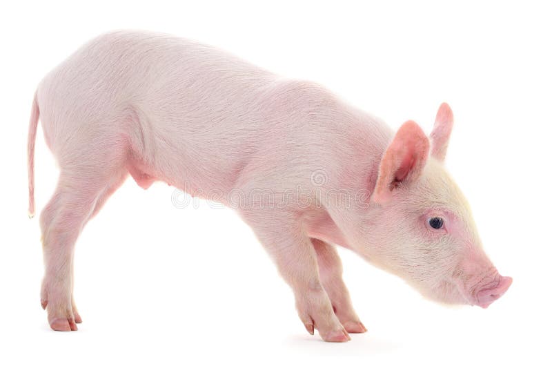 Cerdo en blanco foto de archivo. Imagen de color, doméstico - 113578142