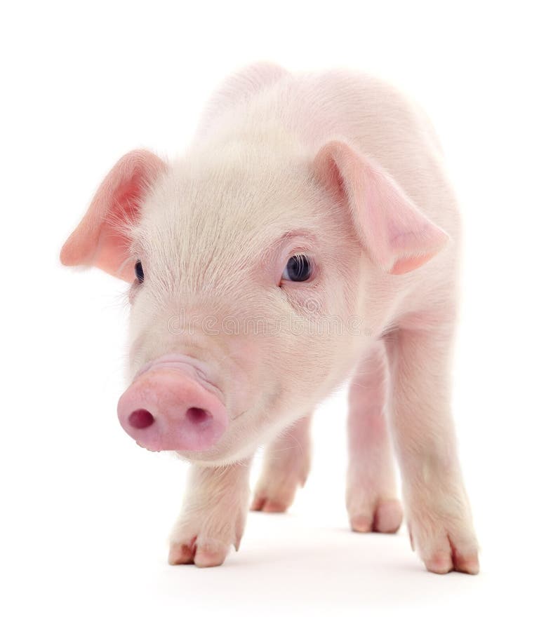 Cerdo en blanco foto de archivo. Imagen de mamífero - 101941984