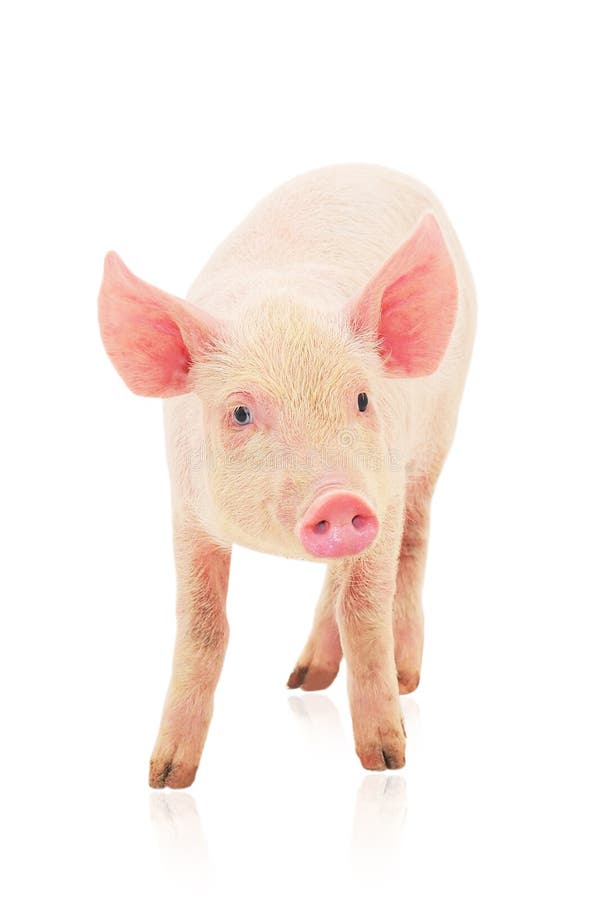 Cerdo en blanco foto de archivo. Imagen de color, cerdo - 17473972
