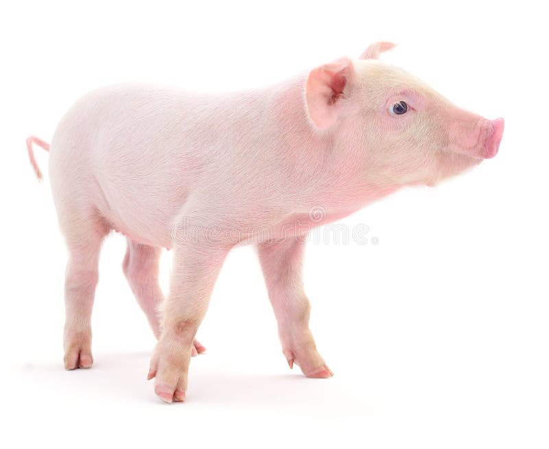 Cerdo en blanco imagen de archivo. Imagen de animales - 197983899
