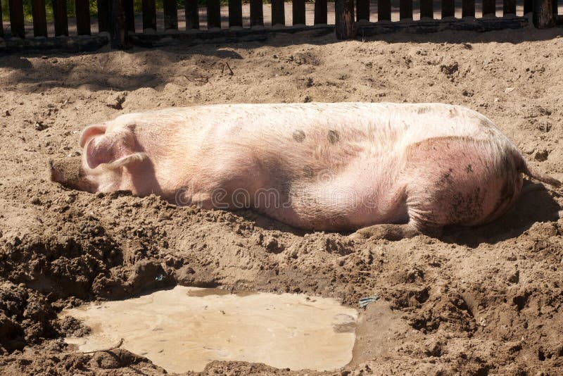 Cerdo en el fango imagen de archivo. Imagen de afuera - 25978815