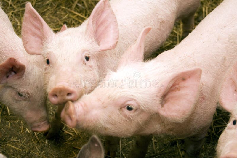 Cerdo en establo imagen de archivo. Imagen de alimento - 6990407