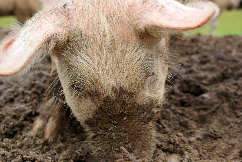 Cerdo en fango imagen de archivo. Imagen de agricultura - 60636225
