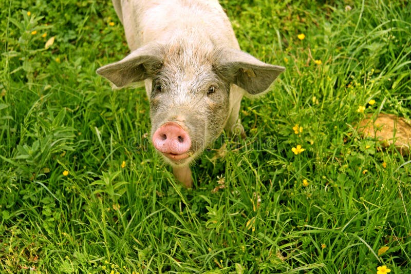 Cerdo en hierba verde foto de archivo. Imagen de primer - 3705454