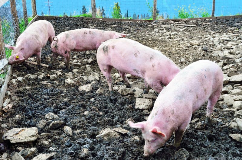 Pocilga imagen de archivo. Imagen de construido, afuera - 13636373