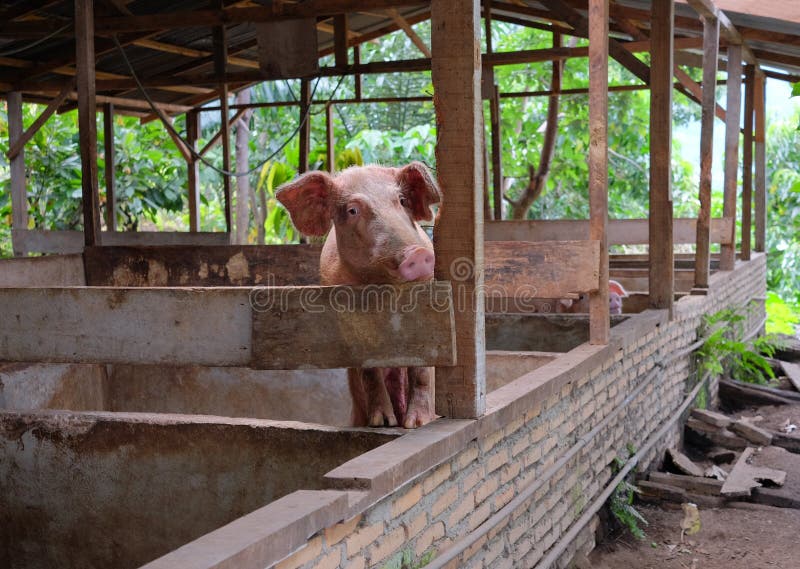 Cerdo en la pocilga imagen de archivo. Imagen de cerdos - 84663865