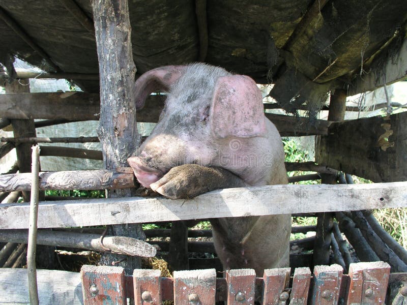 124 Cerdo En La Pocilga De Madera Fotos de stock - Fotos libres de ...