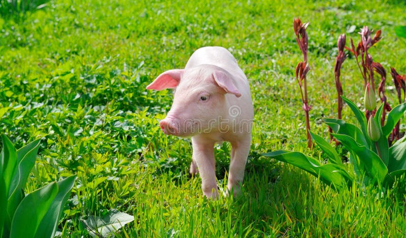 Cerdo en blanco imagen de archivo. Imagen de cochinillo - 33135847