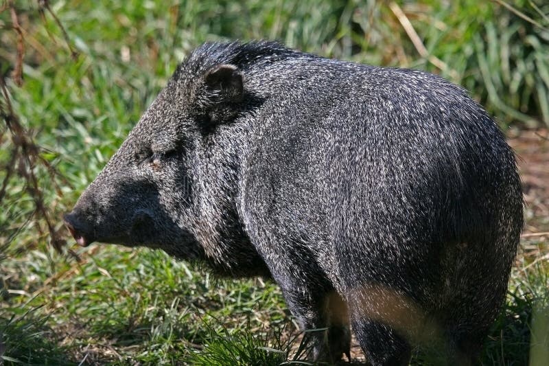 Cerdo enano imagen de archivo. Imagen de especie, endangered - 2152537